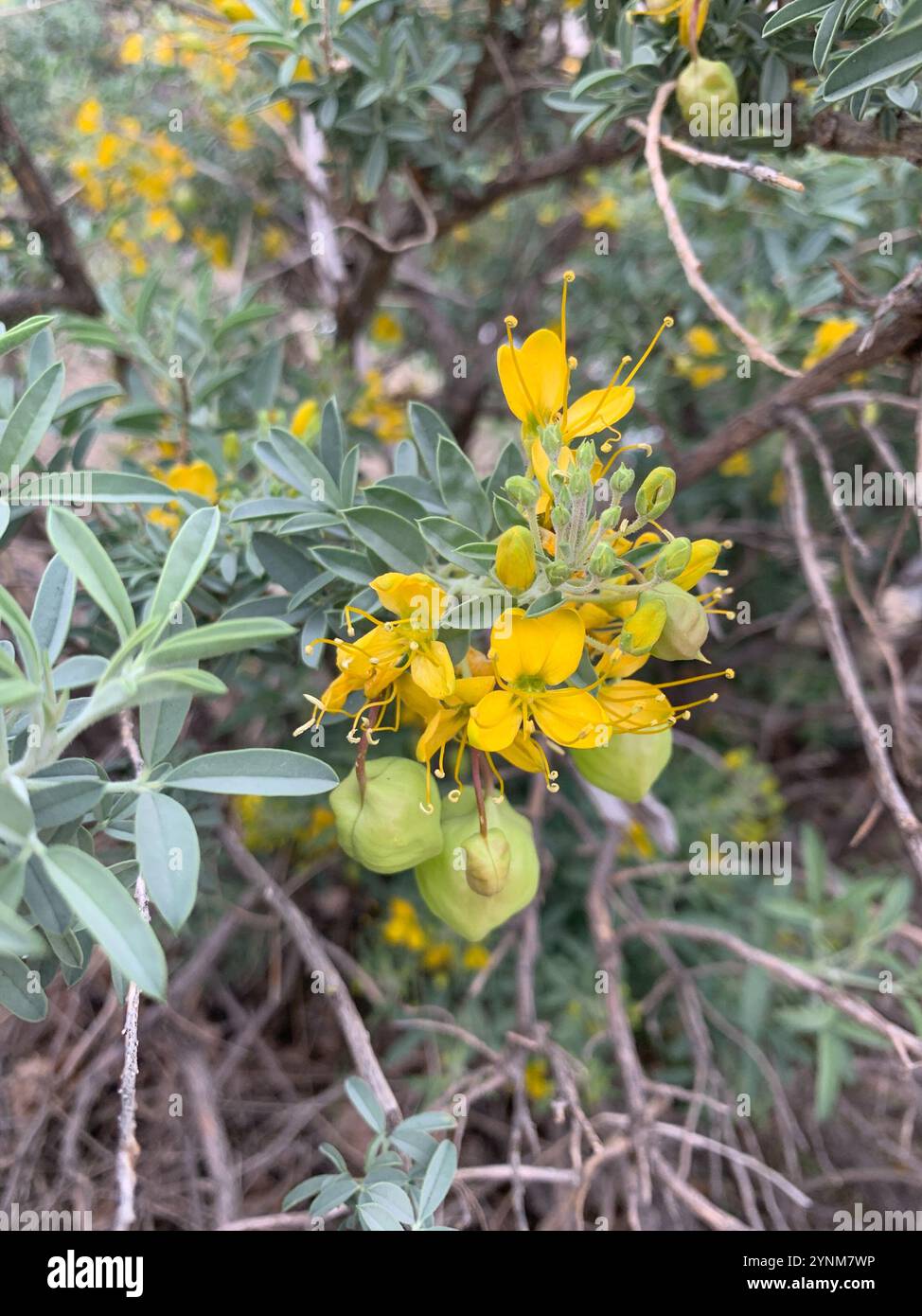 Bladderpod (Cleomella arborea Stock Photo - Alamy