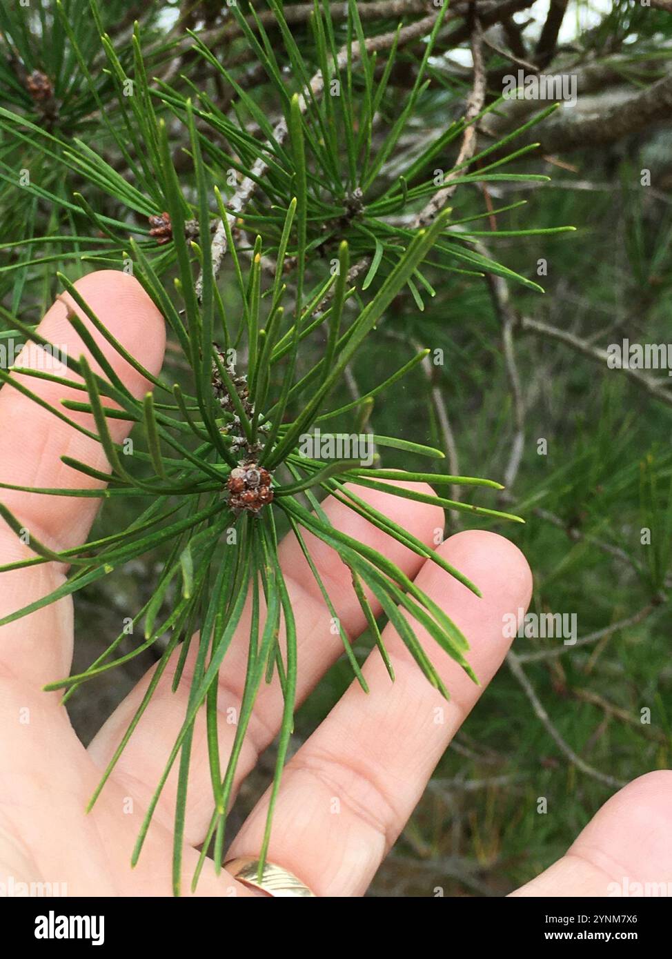 Virginia pine (Pinus virginiana Stock Photo - Alamy