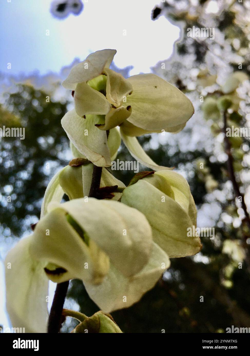 netted pawpaw (Asimina reticulata Stock Photo - Alamy