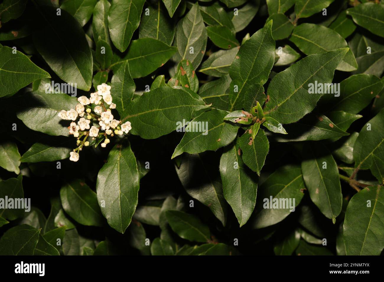 Laurustinus viburnum (Viburnum tinus Stock Photo - Alamy
