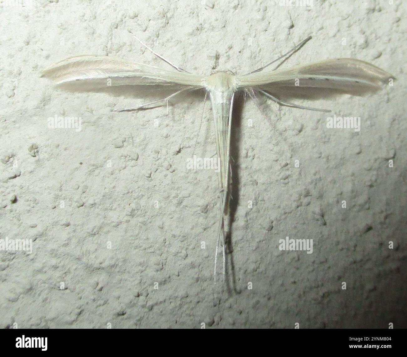 Plume Moths (Pterophoridae Stock Photo - Alamy