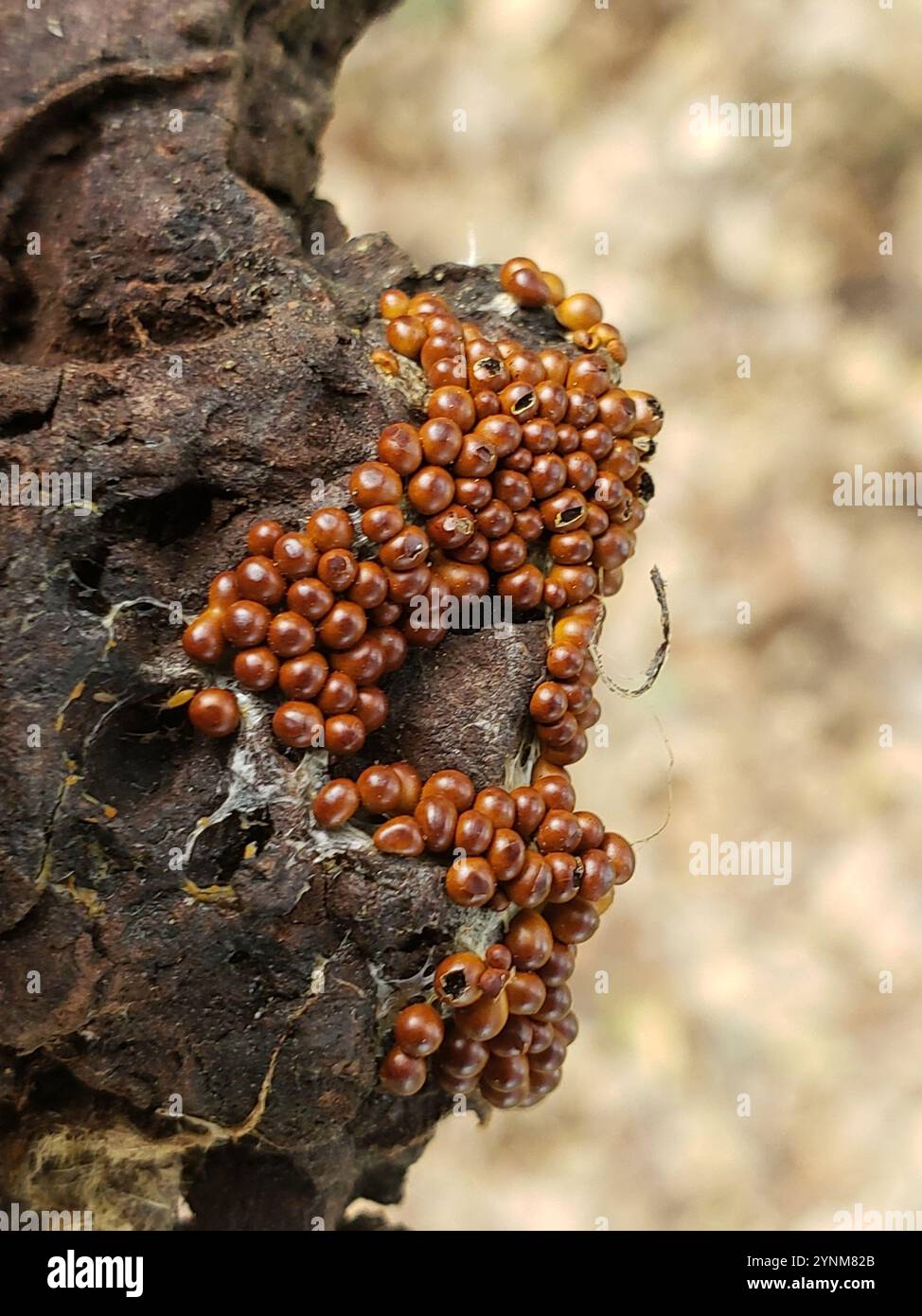 insect-egg slime (Leocarpus fragilis Stock Photo - Alamy