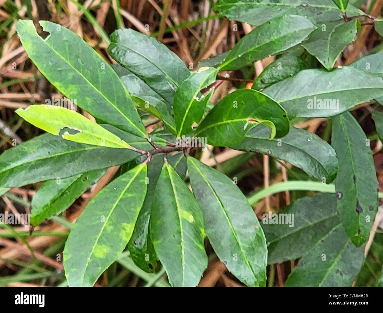 dahoon holly (Ilex cassine Stock Photo - Alamy