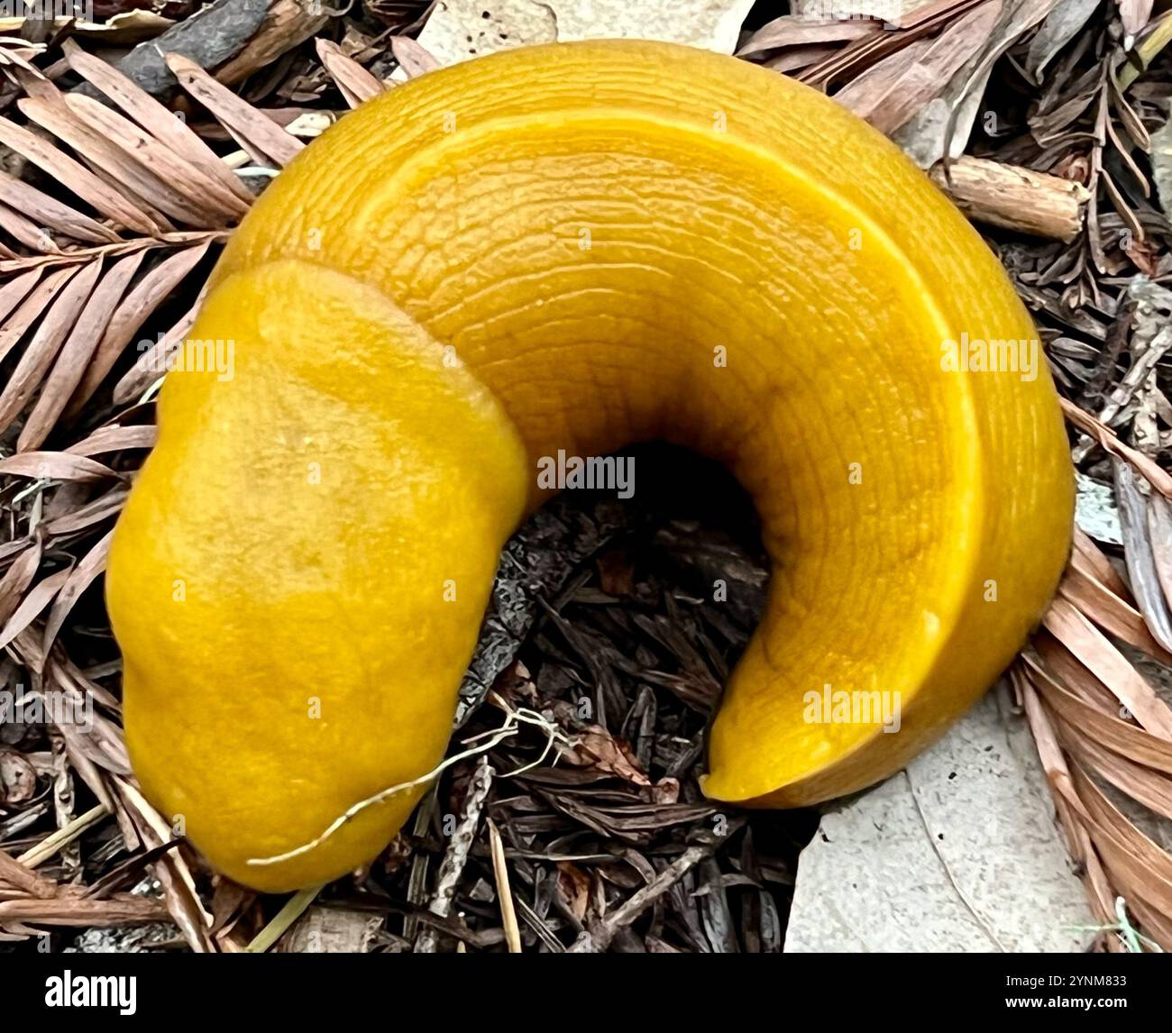 California Banana Slug (Ariolimax californicus Stock Photo - Alamy