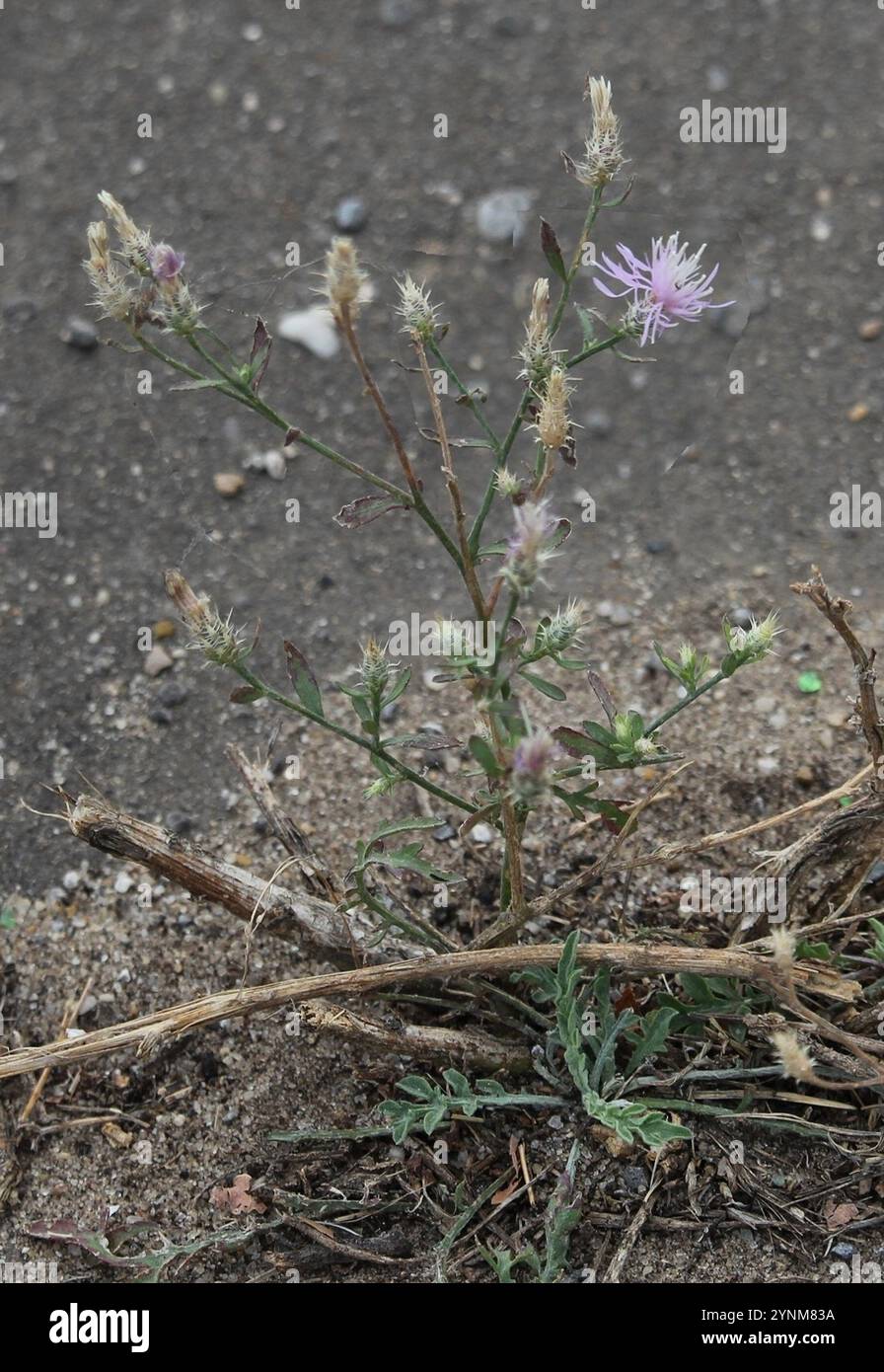 diffuse knapweed (Centaurea diffusa Stock Photo - Alamy