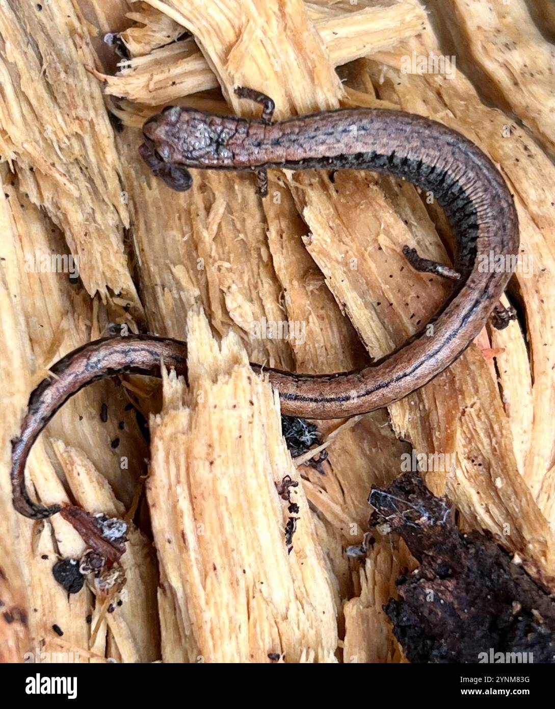 California Slender Salamander (Batrachoseps attenuatus Stock Photo - Alamy