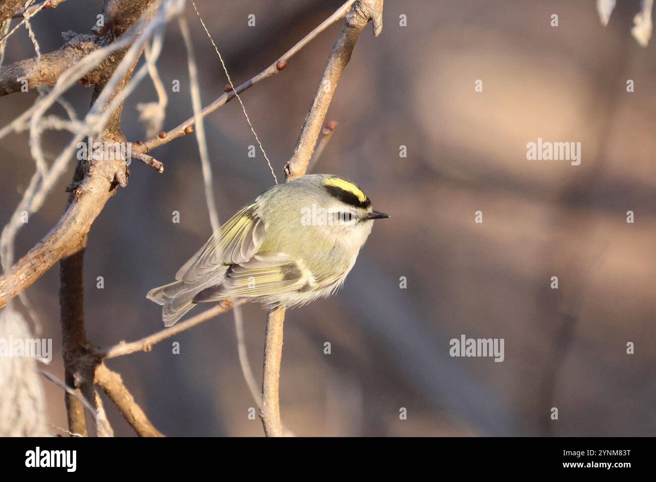 Golden-crowned Kinglet (Regulus satrapa Stock Photo - Alamy