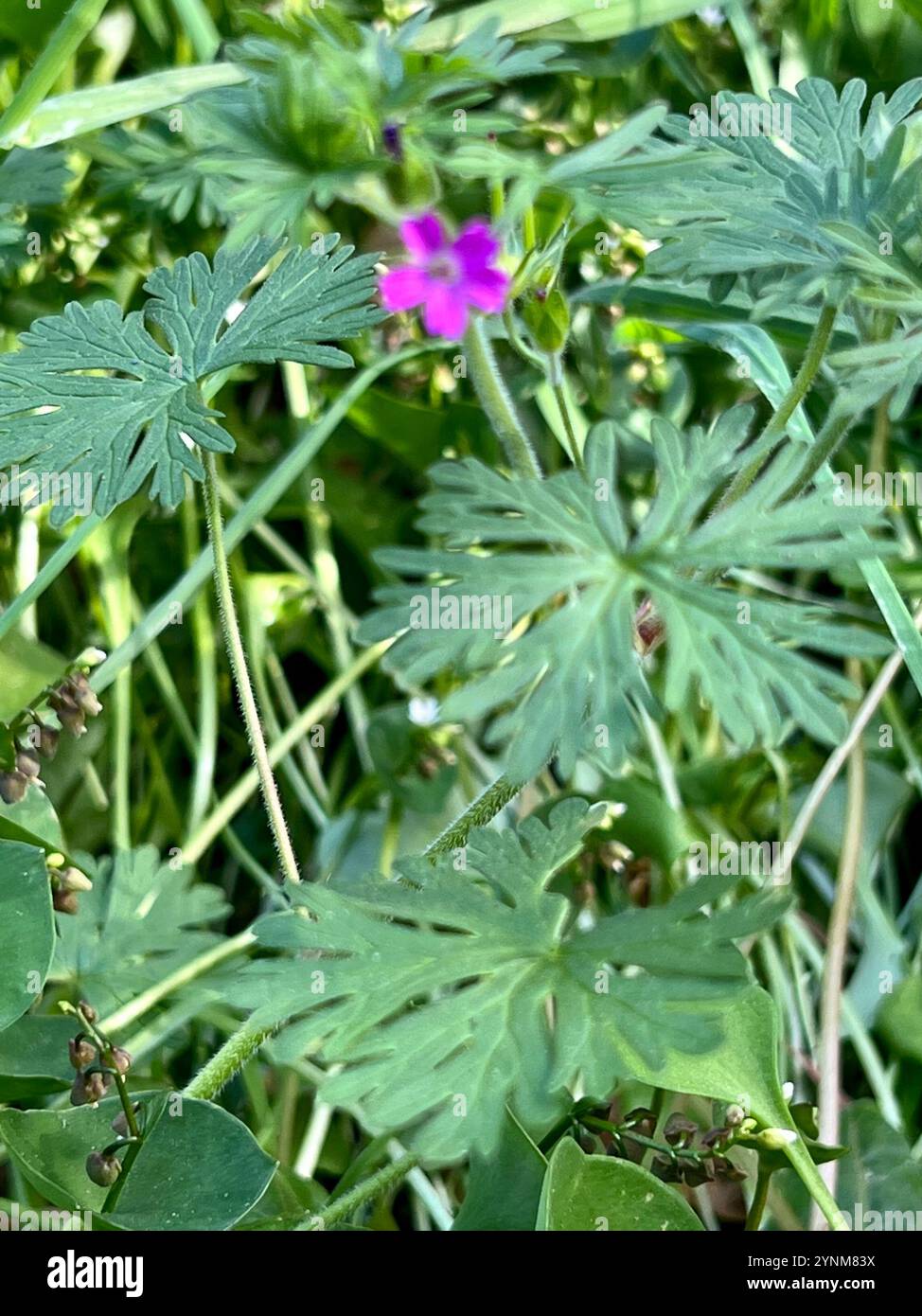 Cut-leaved crane's-bill (Geranium dissectum Stock Photo - Alamy