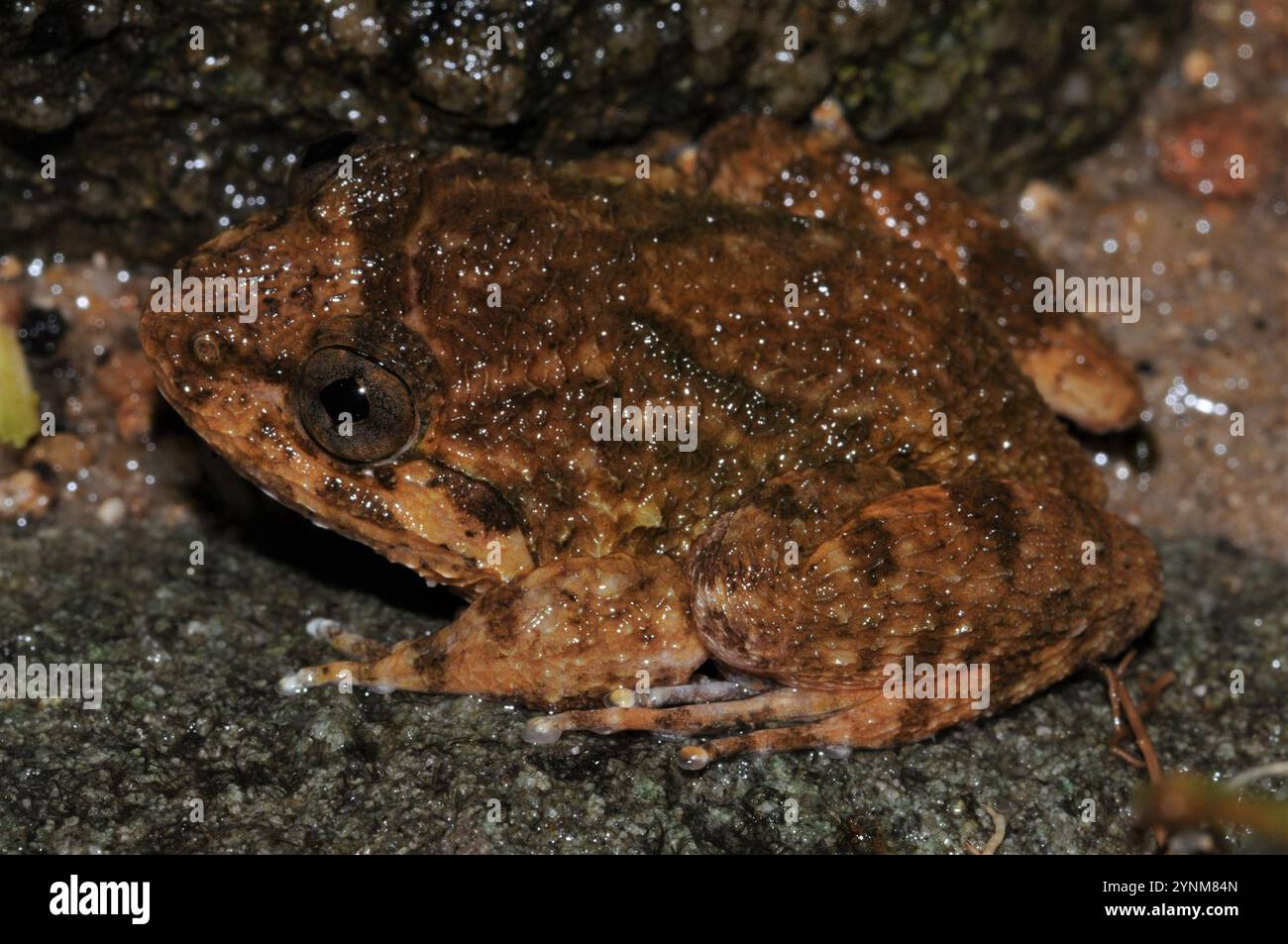 Corrugated Frog (Limnonectes deinodon Stock Photo - Alamy