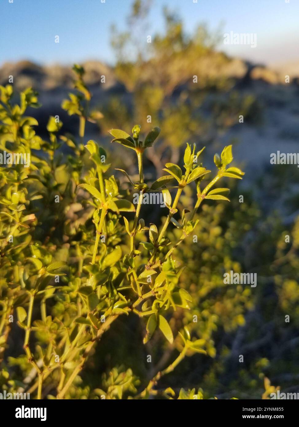 Creosote Bush (Larrea tridentata Stock Photo - Alamy