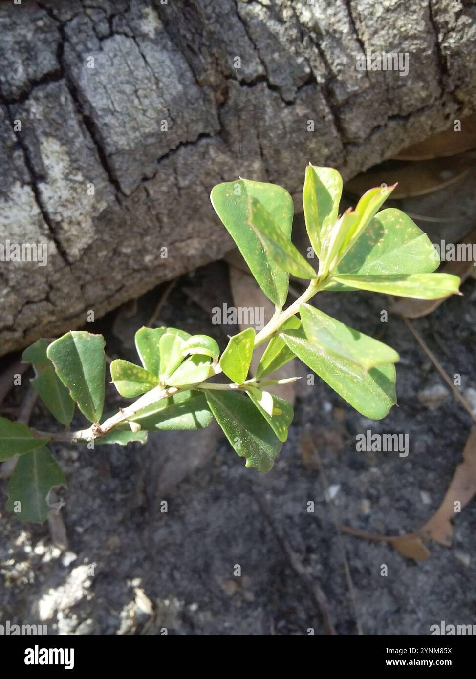 Large-leaf Bush Pea (Pultenaea daphnoides Stock Photo - Alamy