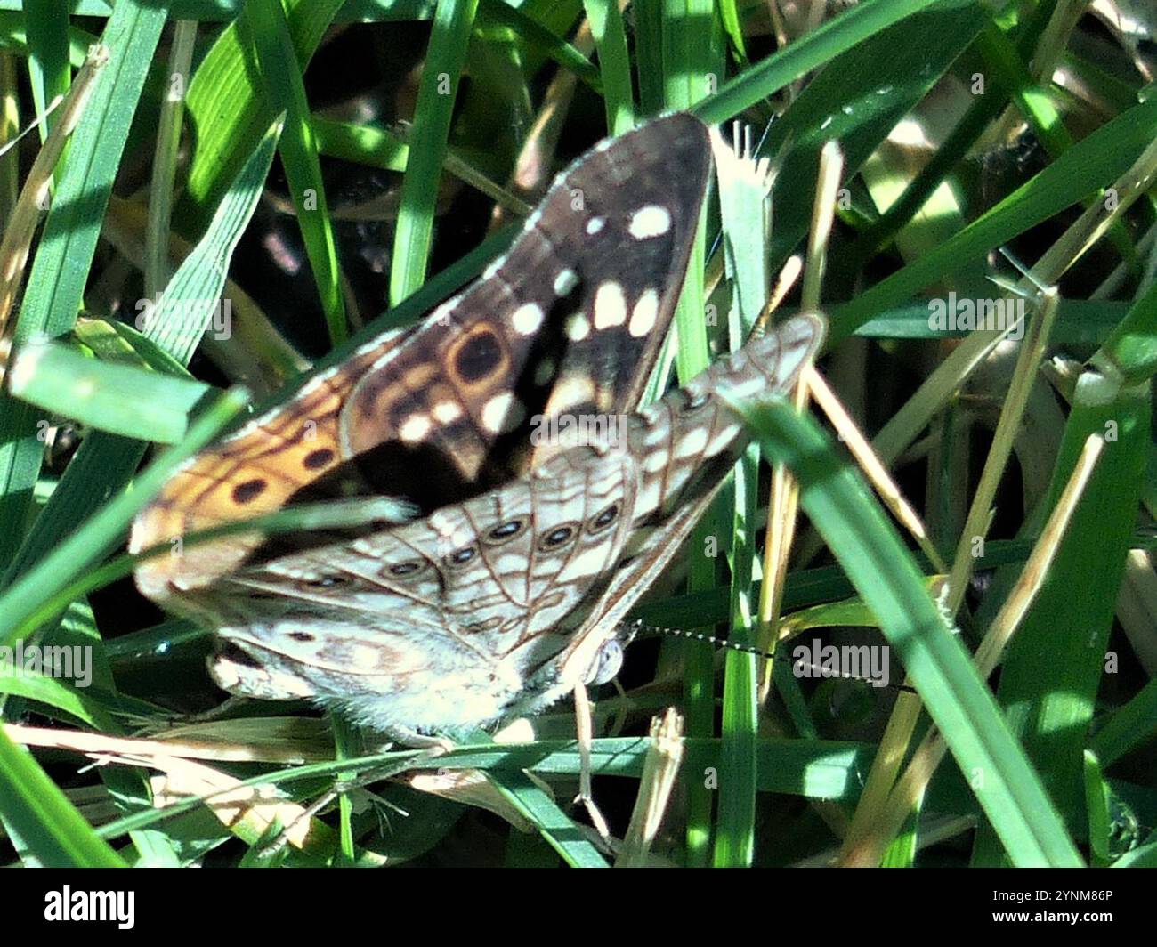 Hackberry Emperor (Asterocampa celtis Stock Photo - Alamy