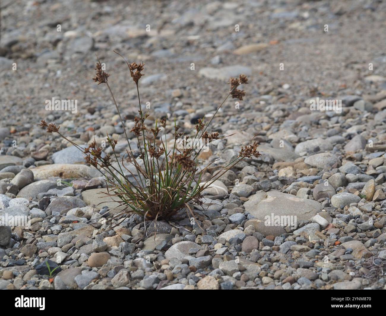 Common Fringe-rush (Fimbristylis dichotoma Stock Photo - Alamy