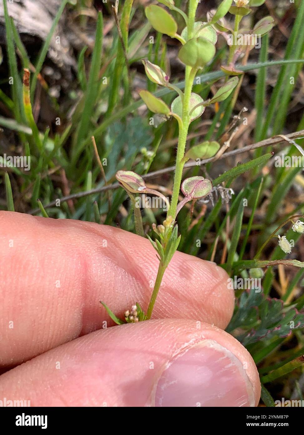Shining Pepperweed (Lepidium nitidum Stock Photo - Alamy