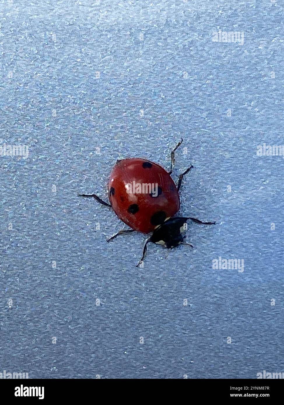 Seven-spotted Lady Beetle (Coccinella septempunctata Stock Photo - Alamy