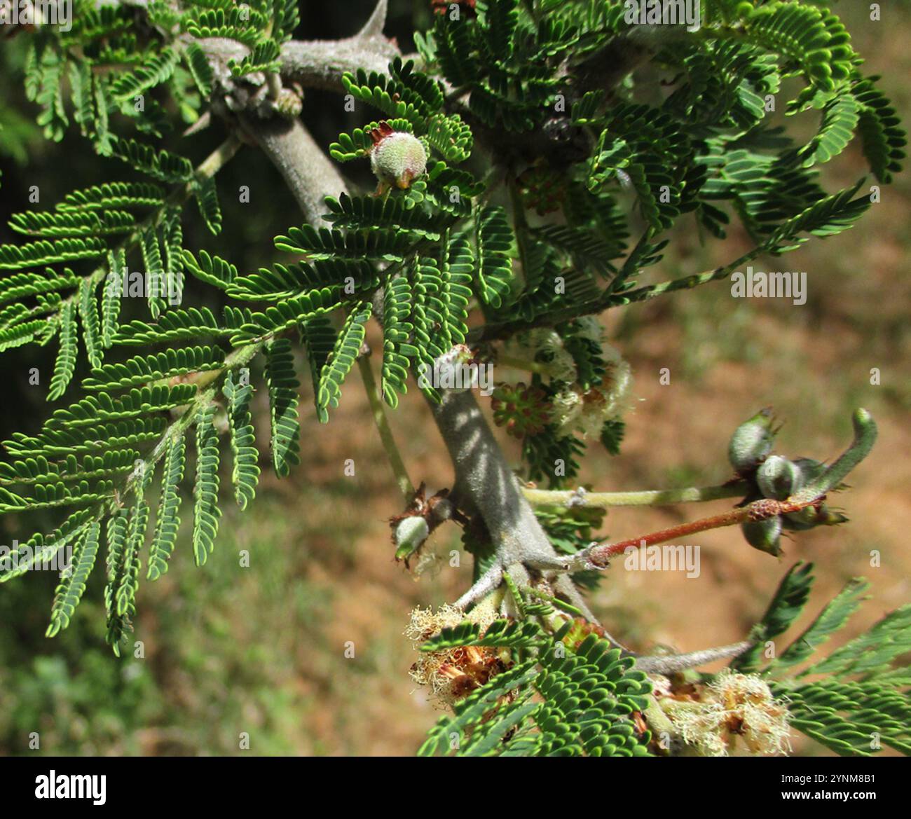 thorn trees (Vachellia Stock Photo - Alamy