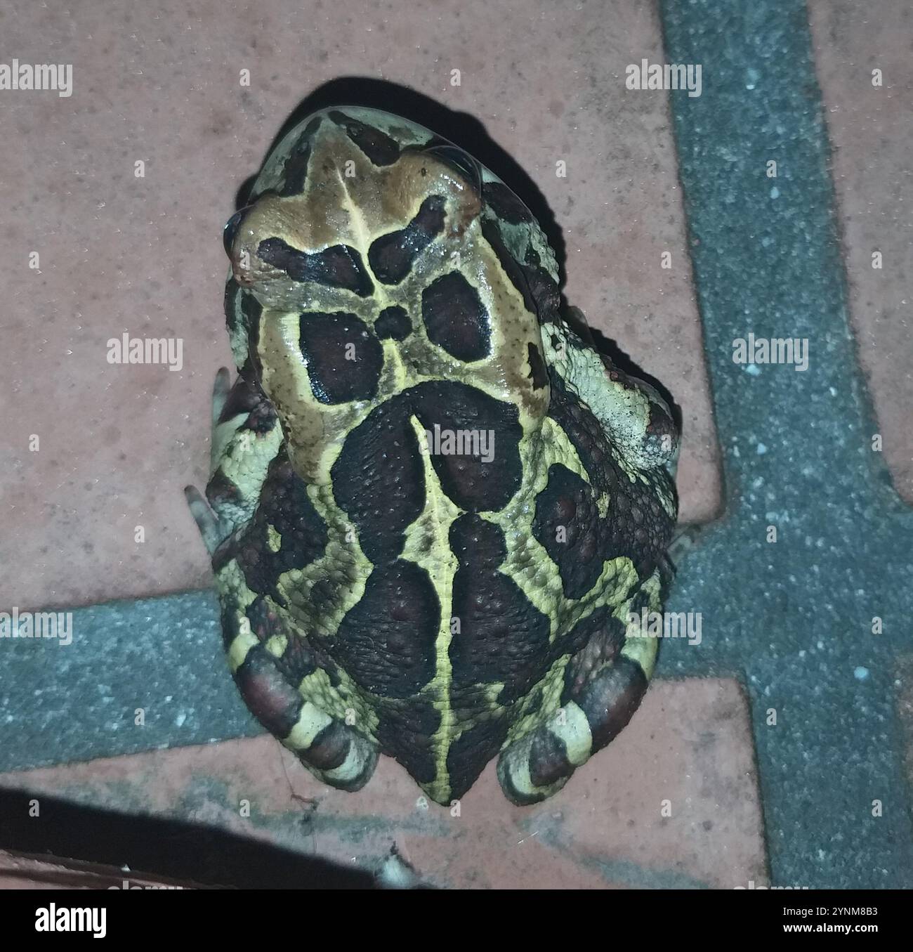 Western Leopard Toad (Sclerophrys pantherina Stock Photo - Alamy