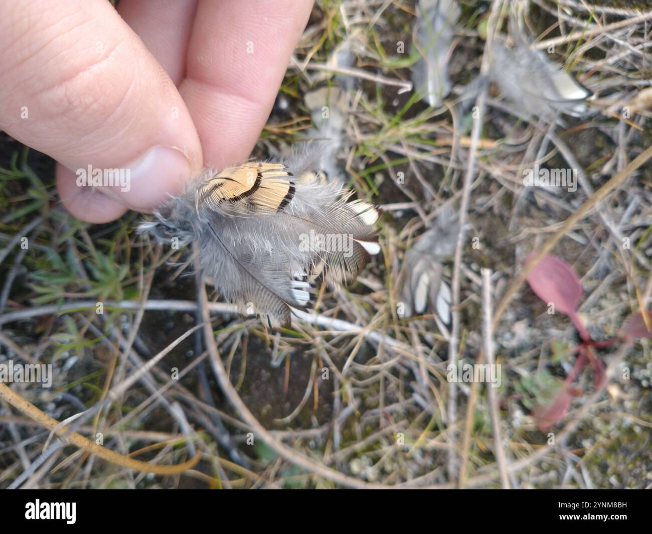California Quail (Callipepla californica Stock Photo - Alamy