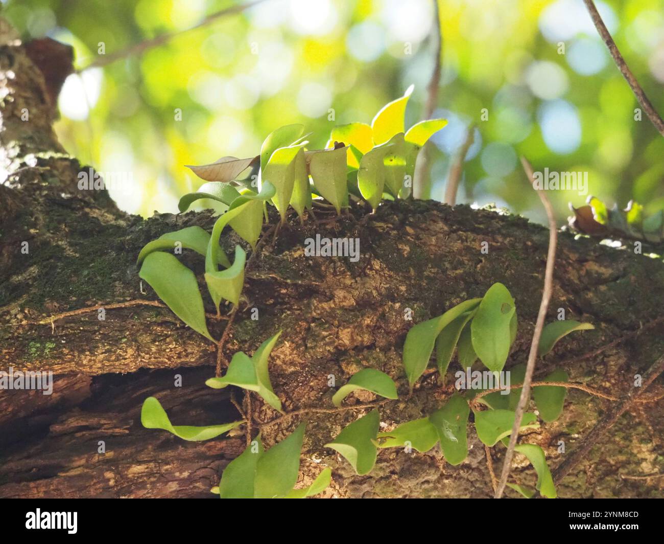 Lanceleaf Tongue Fern (Pyrrosia lanceolata Stock Photo - Alamy