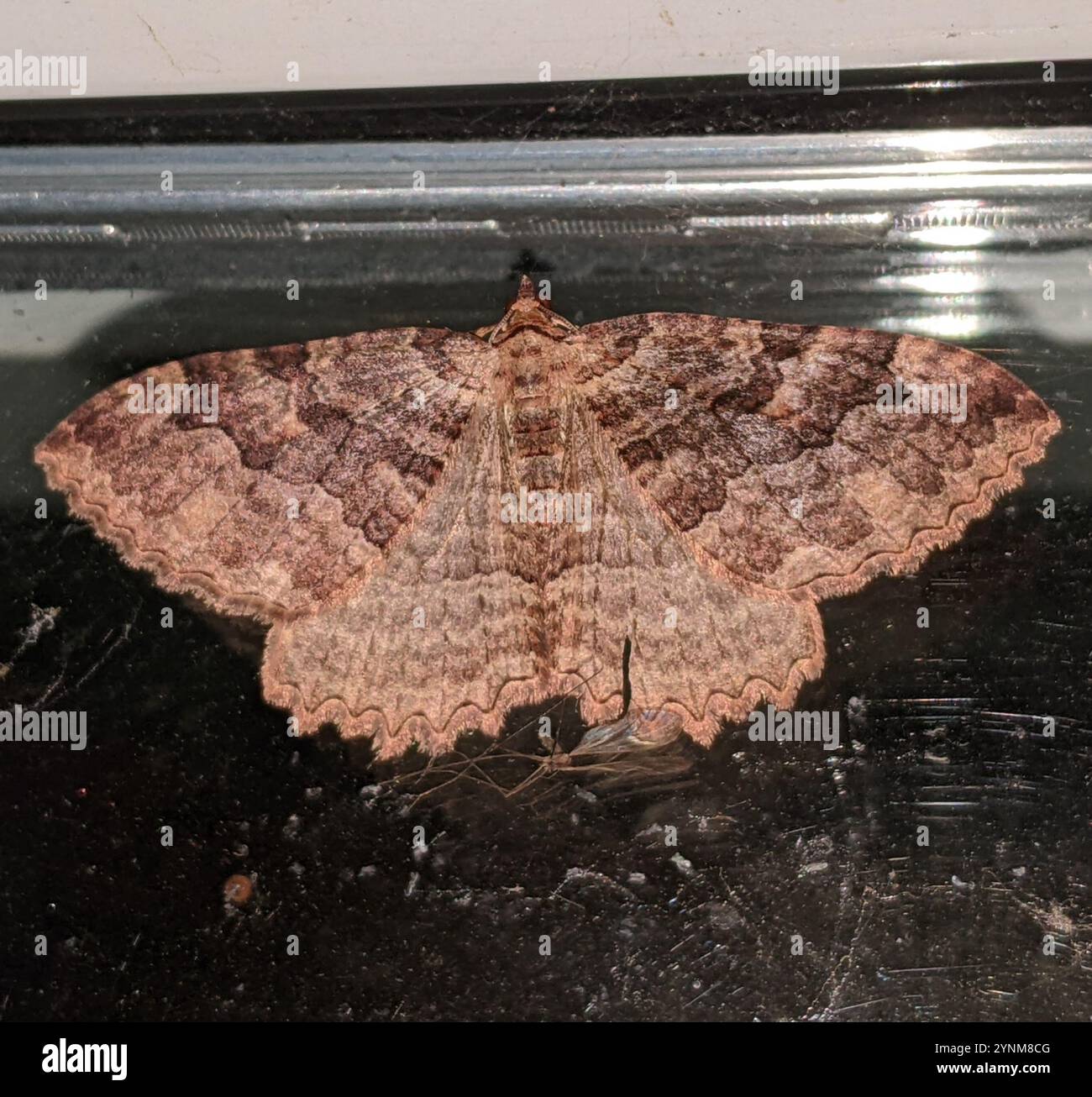 Tissue Moth (Triphosa haesitata Stock Photo - Alamy
