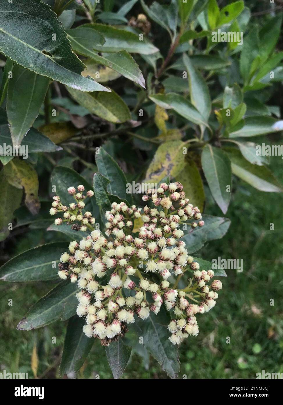 Chilca baccharis hi-res stock photography and images - Alamy