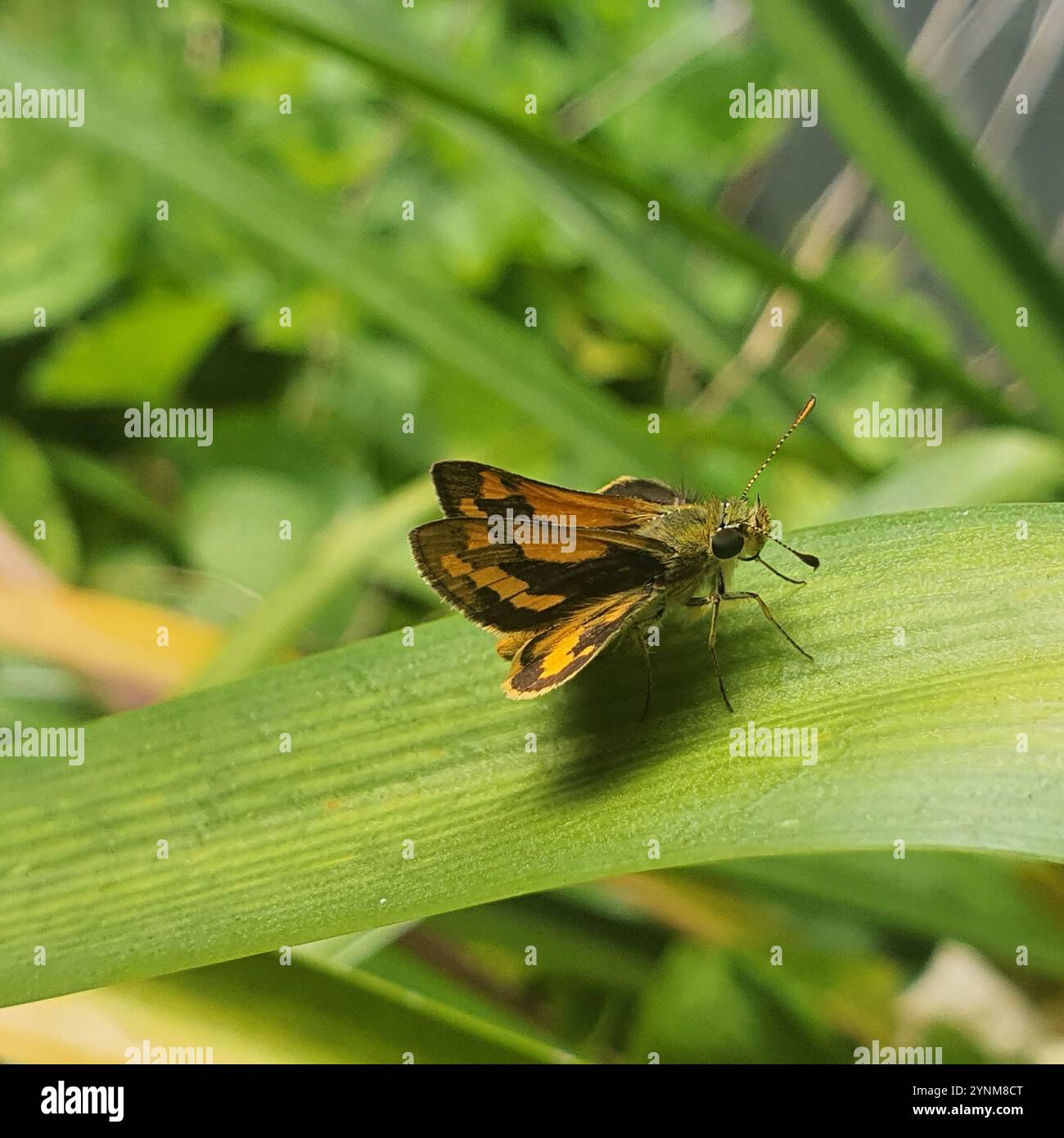 Ocybadistes walkeri hi-res stock photography and images - Alamy