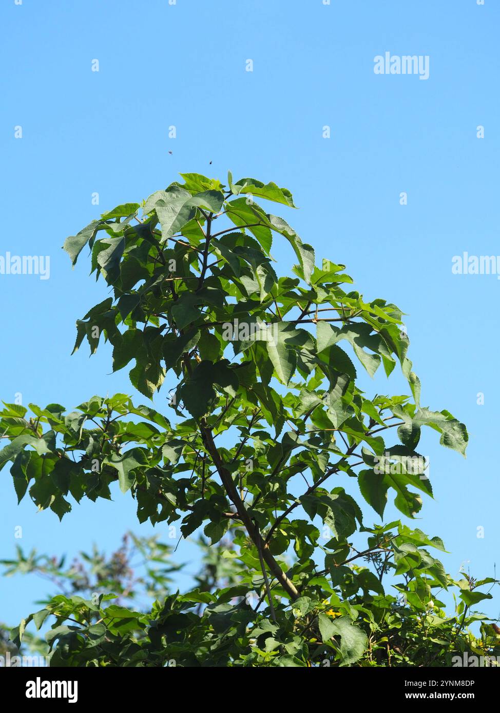 Paper mulberry (Broussonetia papyrifera Stock Photo - Alamy
