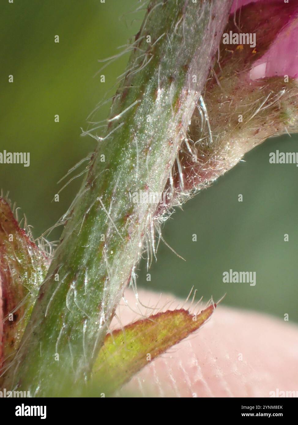 Dwarf Checkerbloom (Sidalcea malviflora malviflora Stock Photo - Alamy