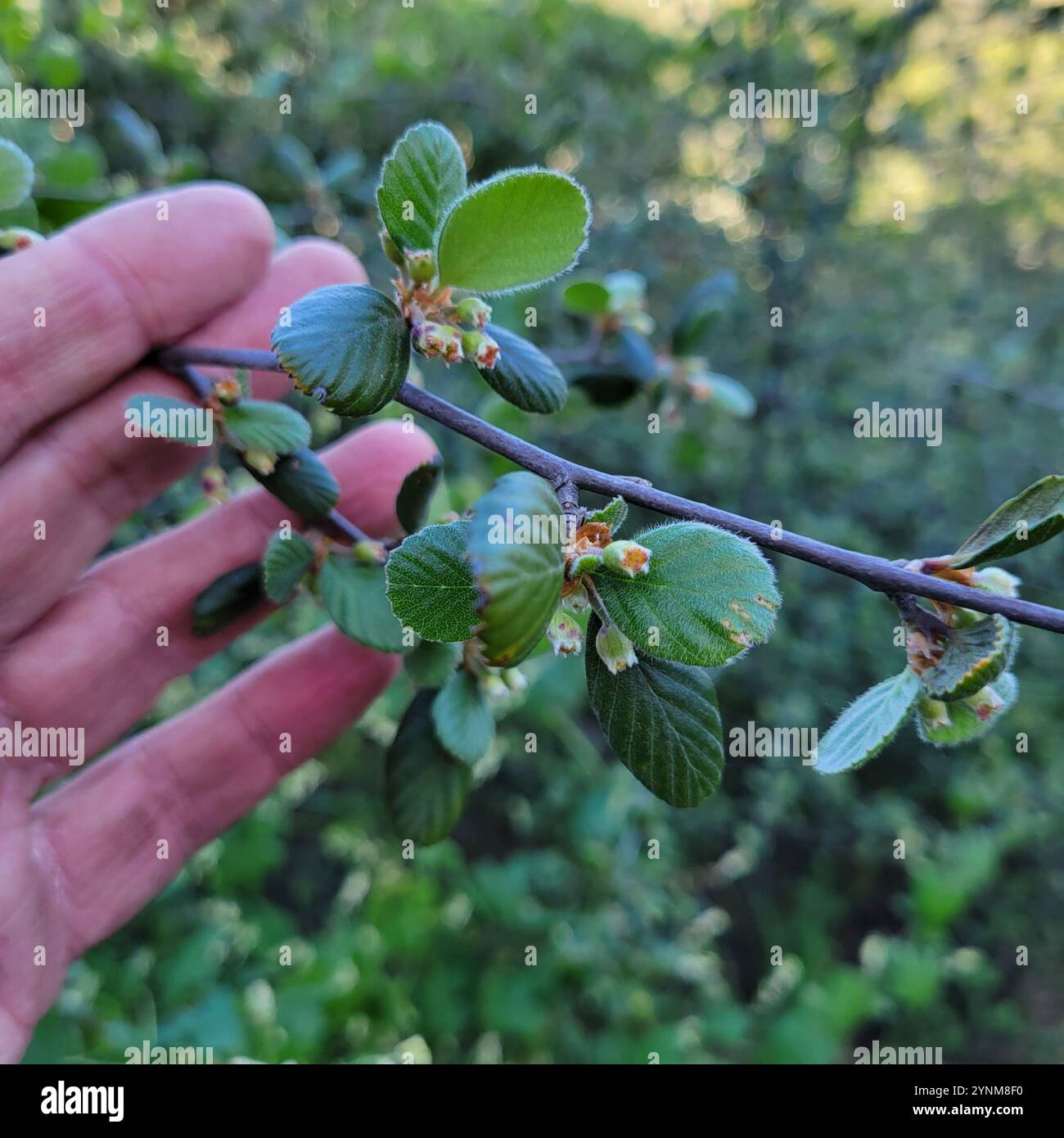 Birchleaf Mountain Mahogany (Cercocarpus betuloides Stock Photo - Alamy