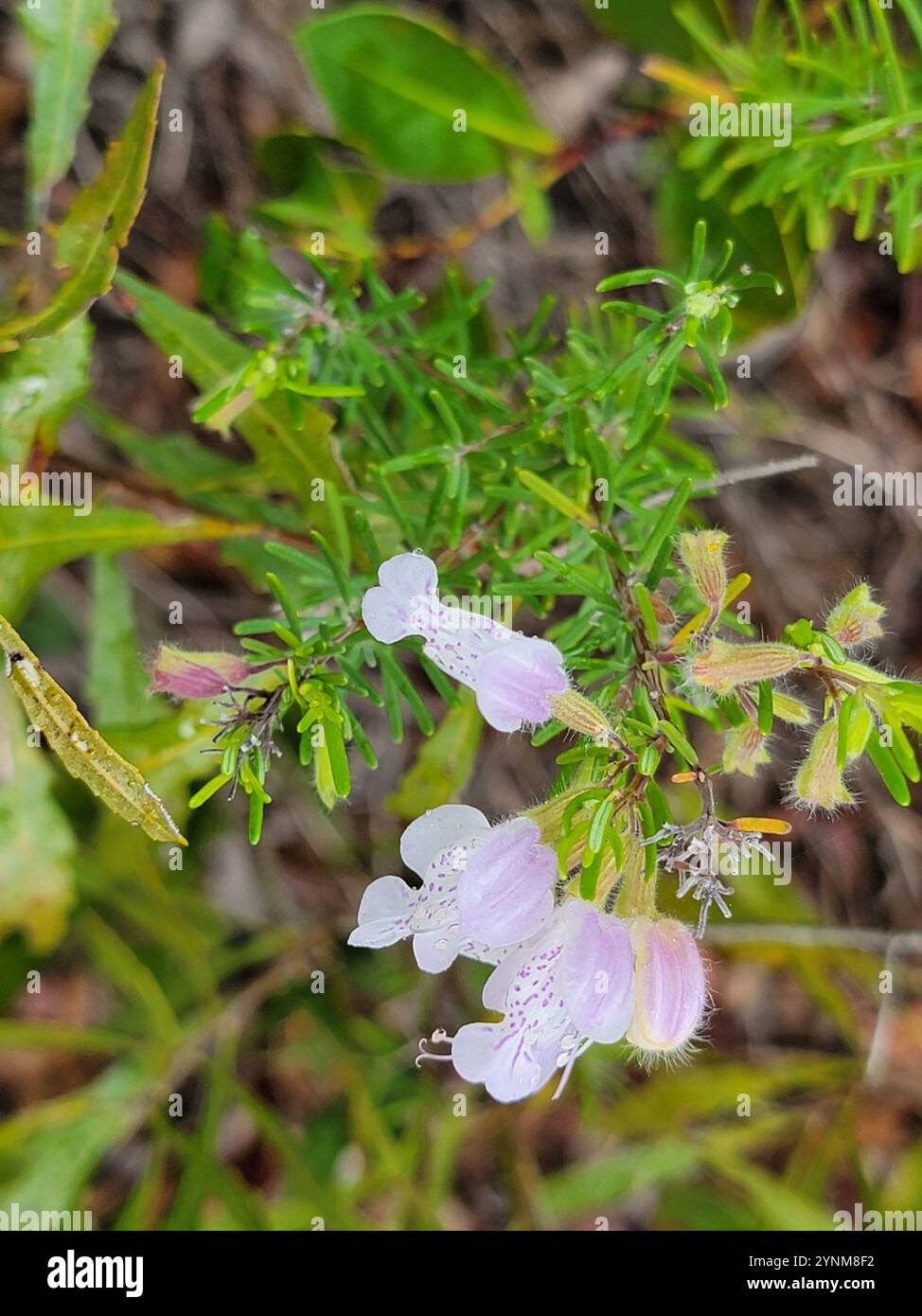 Largeflower False Rosemary (Conradina grandiflora Stock Photo - Alamy