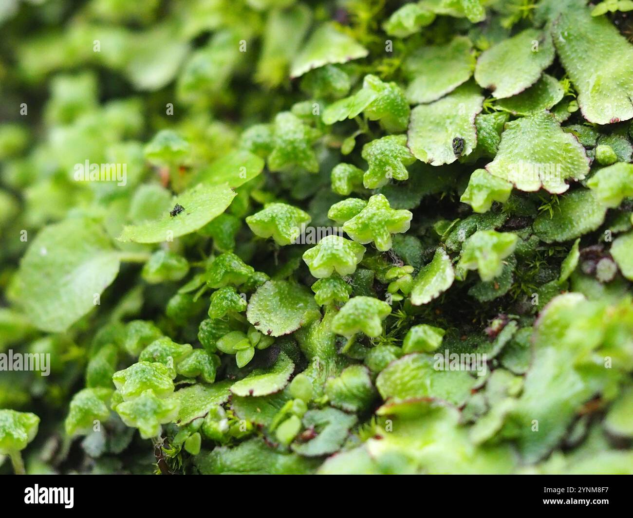 Hemisphaeric Liverwort (Reboulia hemisphaerica Stock Photo - Alamy