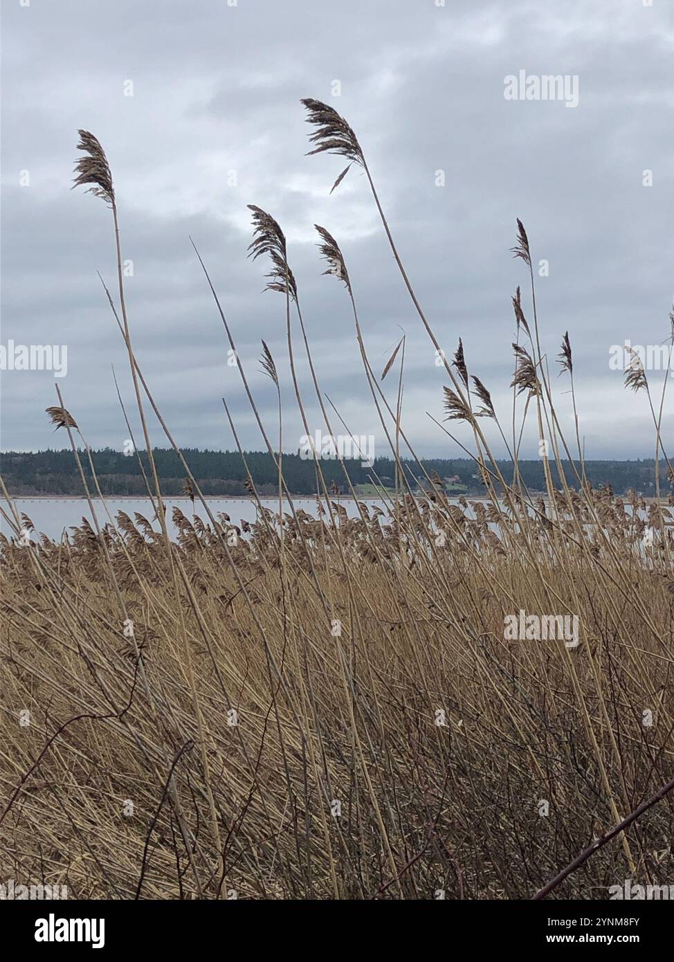 European reed (Phragmites australis australis Stock Photo - Alamy
