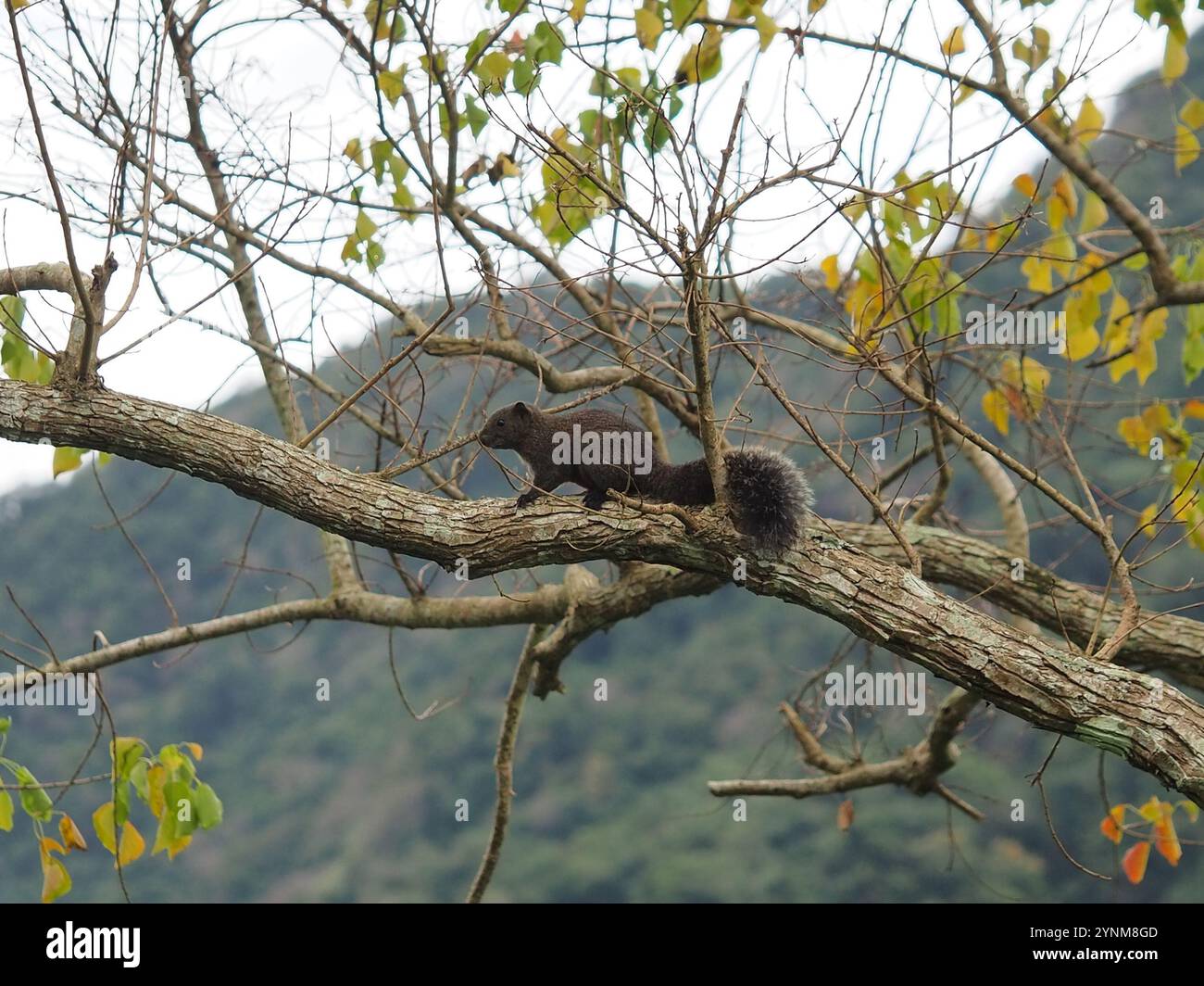 Taiwan Squirrel (Callosciurus erythraeus thaiwanensis Stock Photo - Alamy