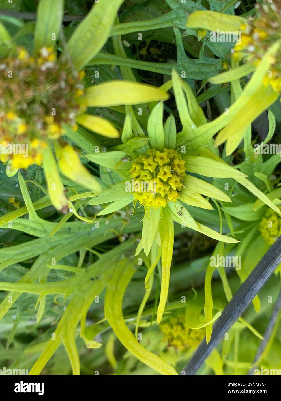 Sanicula arctopoides hi-res stock photography and images - Alamy