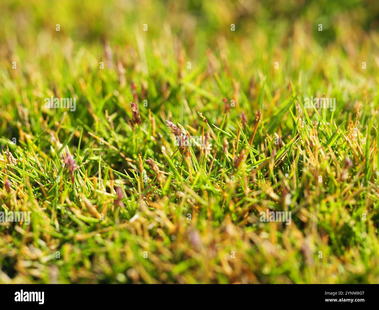 Manila Templegrass (Zoysia pacifica Stock Photo - Alamy