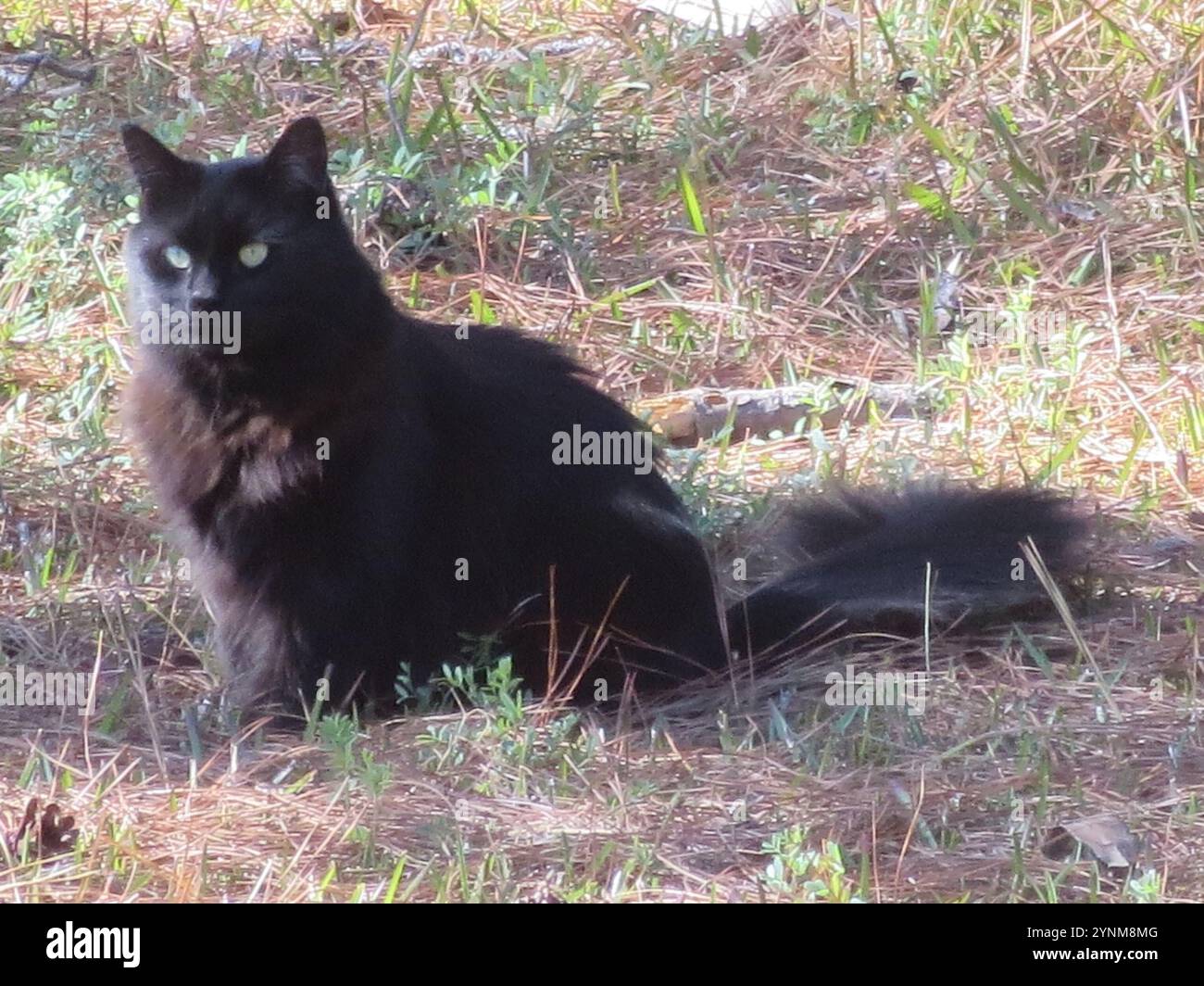Domestic Cat (Felis catus Stock Photo - Alamy