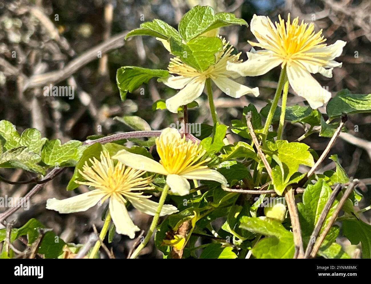 Pipestem Clematis (Clematis lasiantha Stock Photo - Alamy