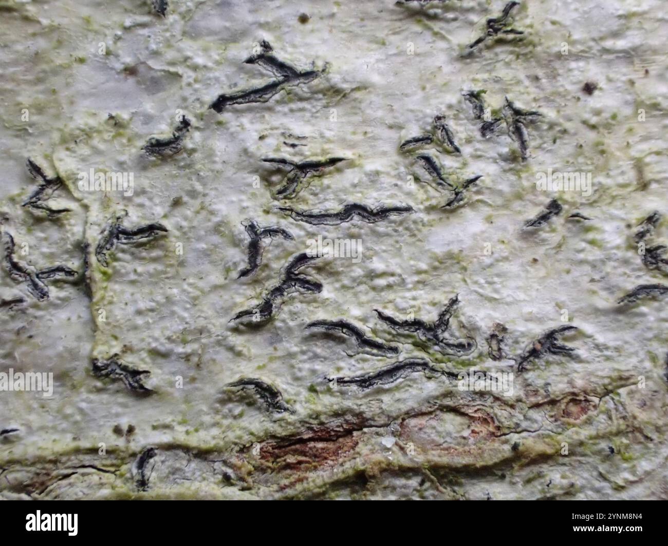 Common Script Lichen (Graphis scripta Stock Photo - Alamy