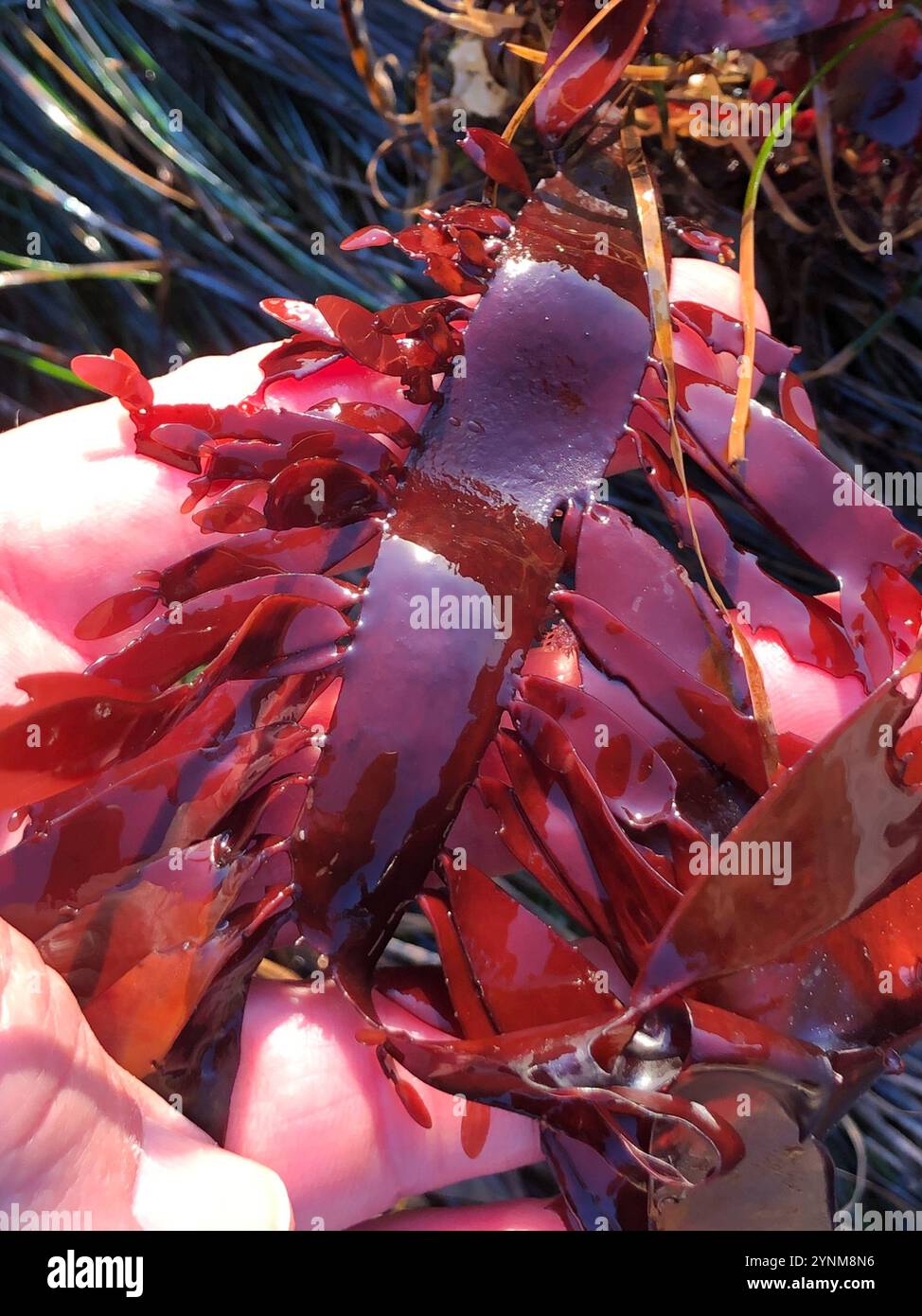 Bleach Weed (Prionitis sternbergii Stock Photo - Alamy