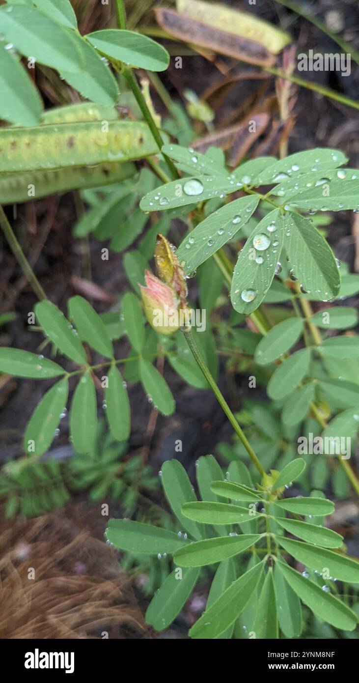 Grand Hoarypea (Tephrosia grandiflora Stock Photo - Alamy
