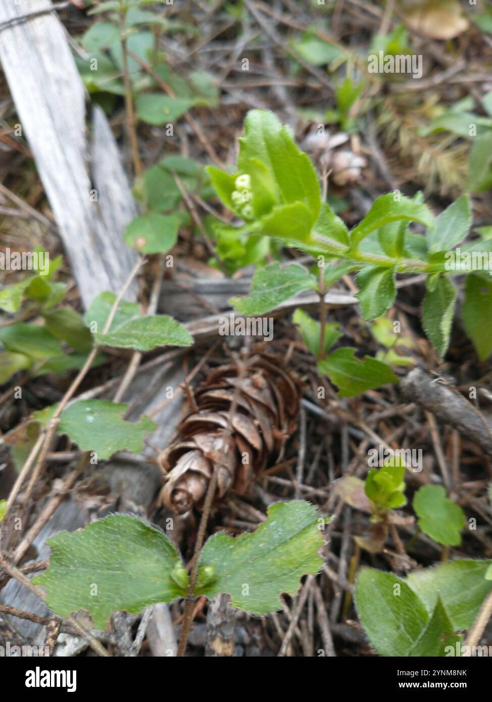 Whipplea hi-res stock photography and images - Alamy