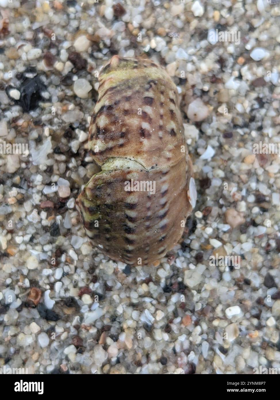 wavy turban (Turbo fluctuosus Stock Photo - Alamy