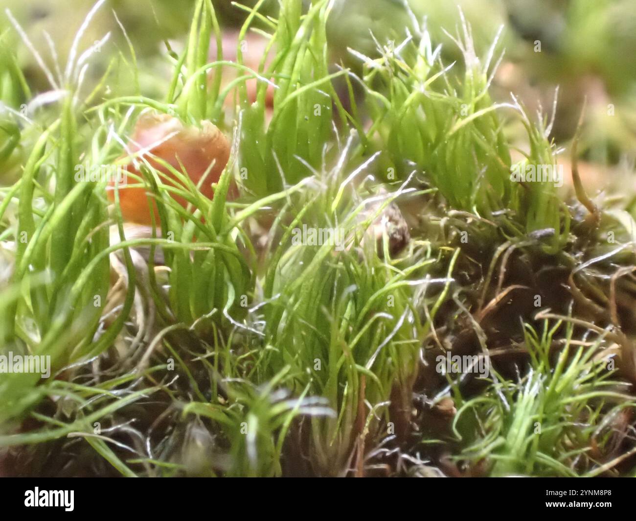 Heath Star-moss (Campylopus introflexus Stock Photo - Alamy