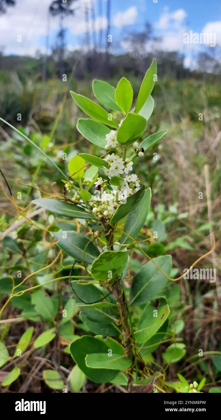 gallberry (Ilex glabra Stock Photo - Alamy