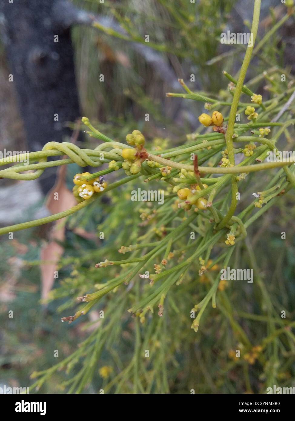 Downy Dodder-laurel (Cassytha pubescens Stock Photo - Alamy