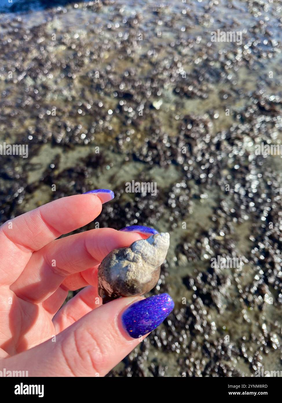 Frilled dogwinkle hi-res stock photography and images - Alamy