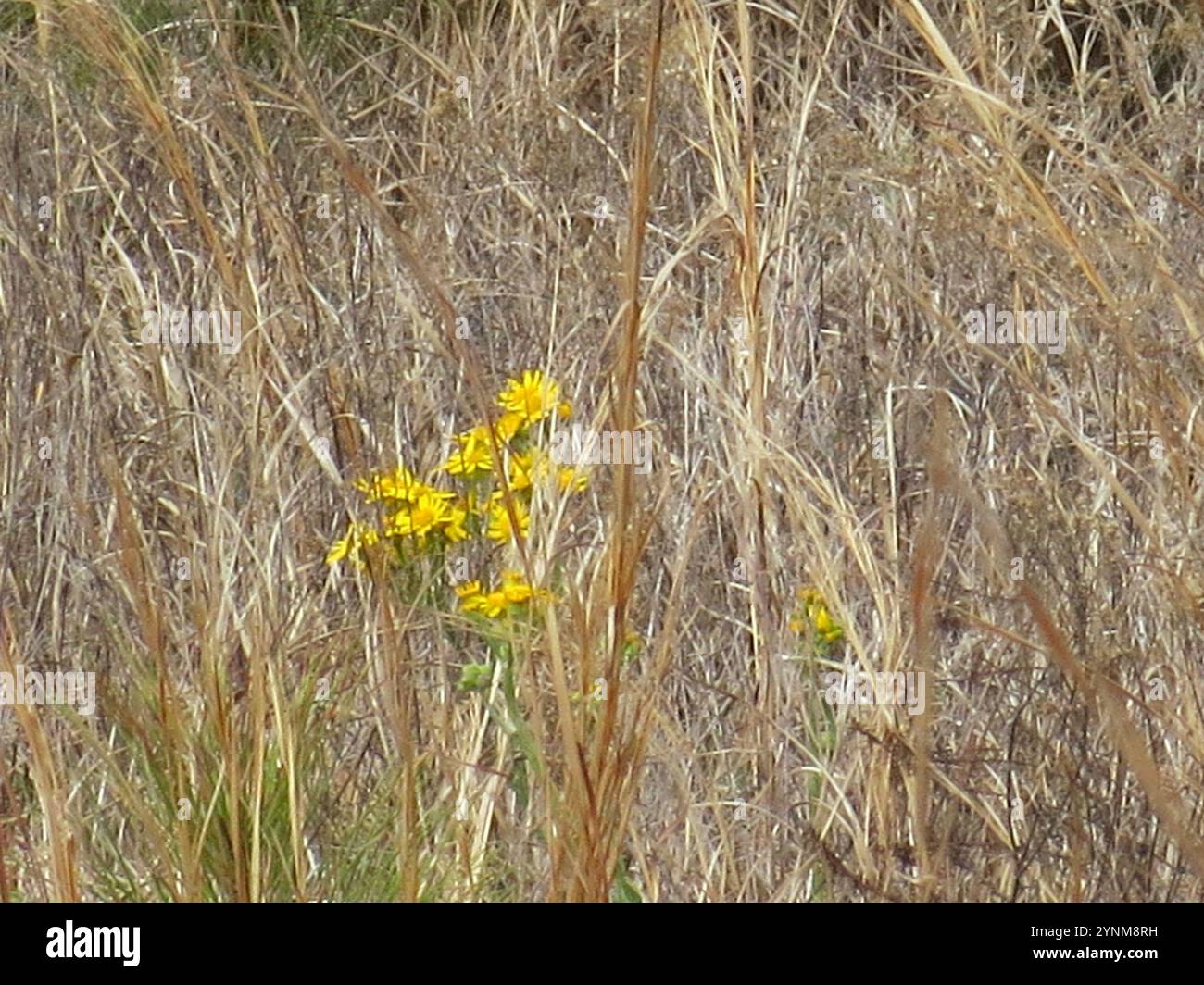 woolly ragwort (Packera dubia Stock Photo - Alamy