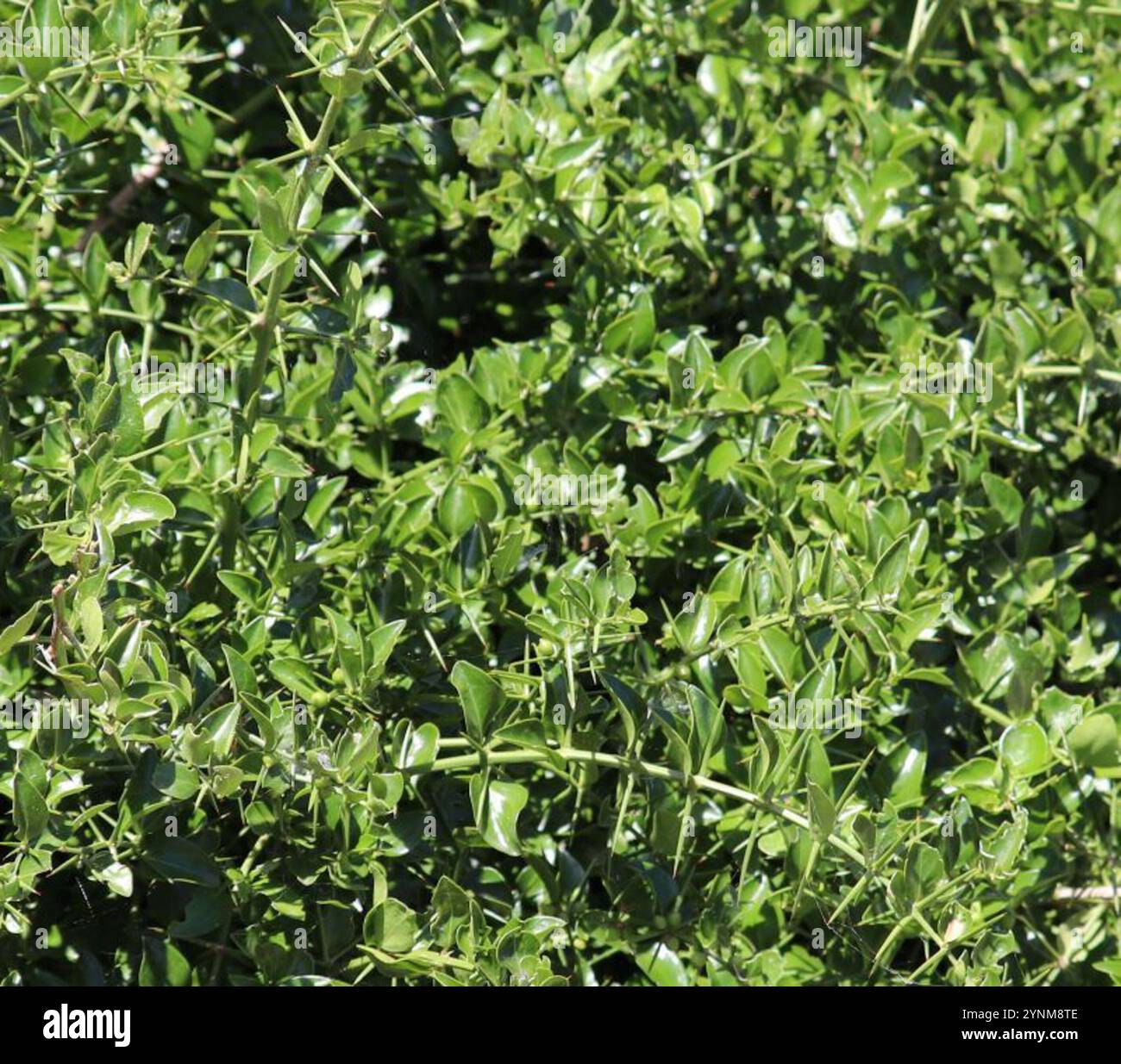 Needle Bush (Azima tetracantha Stock Photo - Alamy