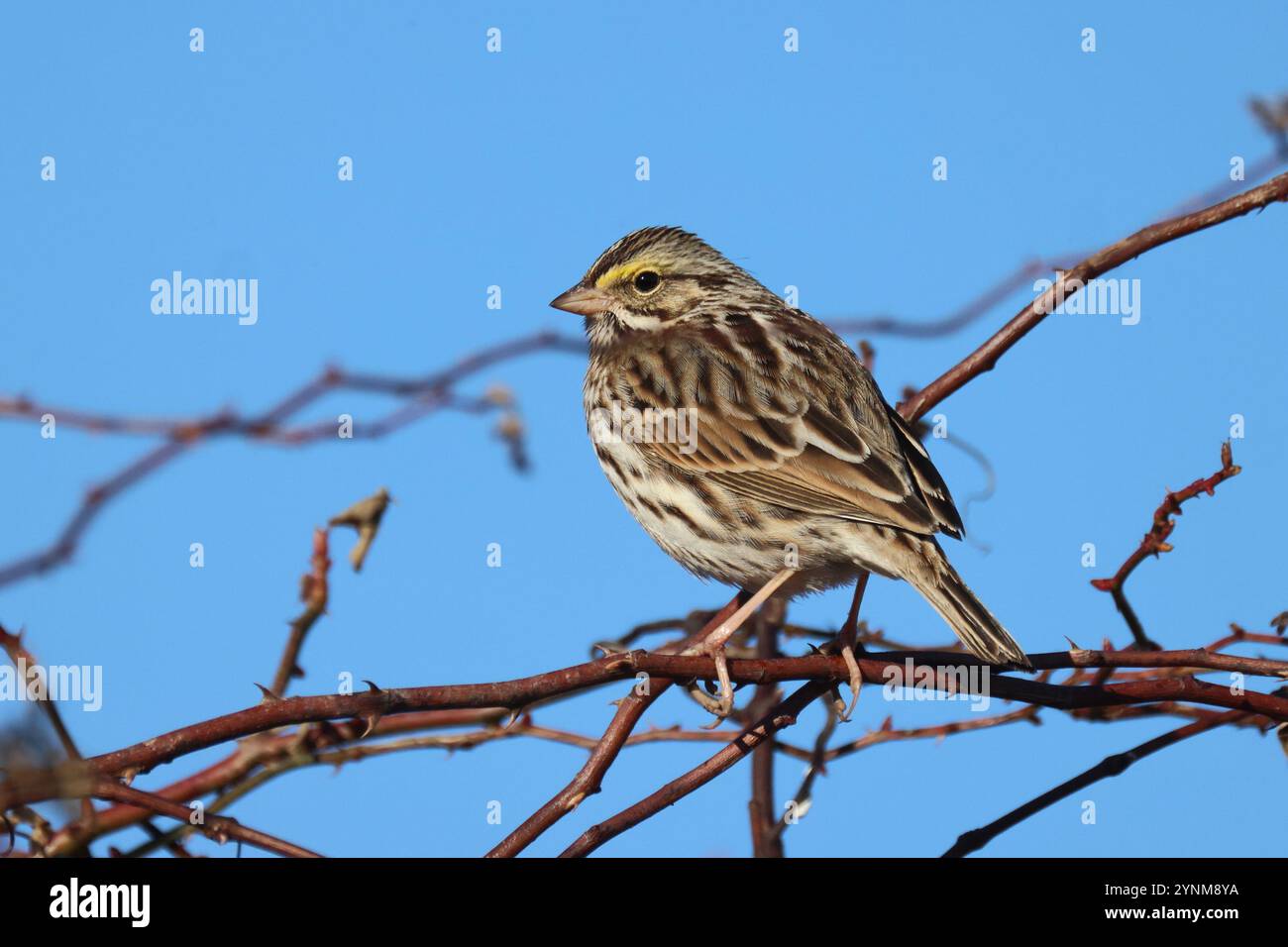 Savannah Sparrow (Passerculus sandwichensis Stock Photo - Alamy