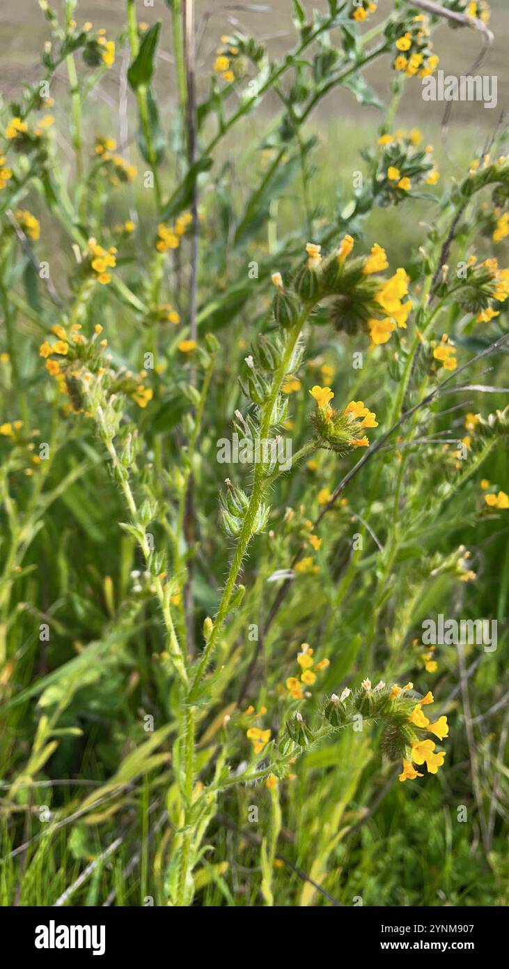 Common Fiddleneck (Amsinckia menziesii Stock Photo - Alamy